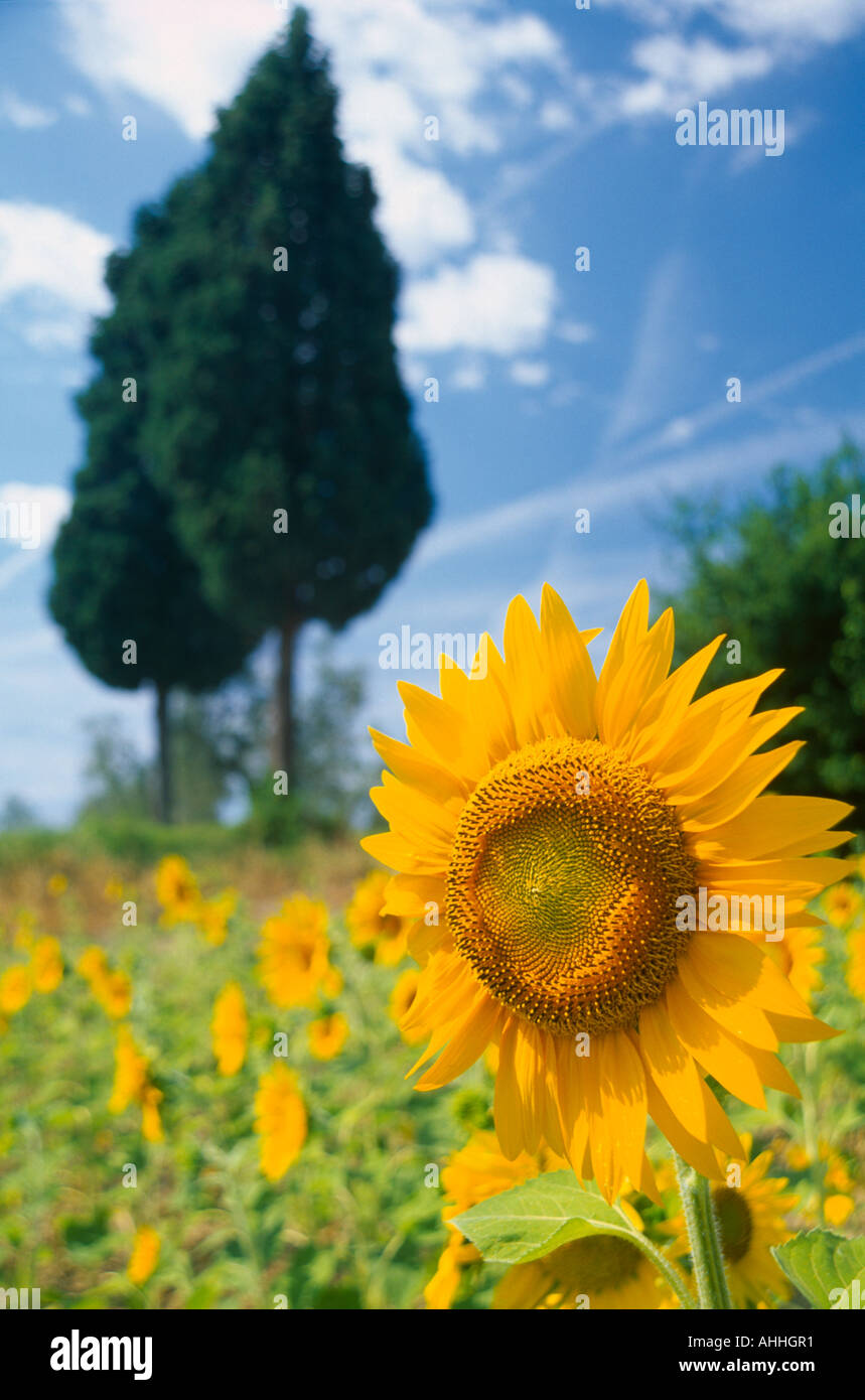 Southern italian fauna hi-res stock photography and images - Alamy