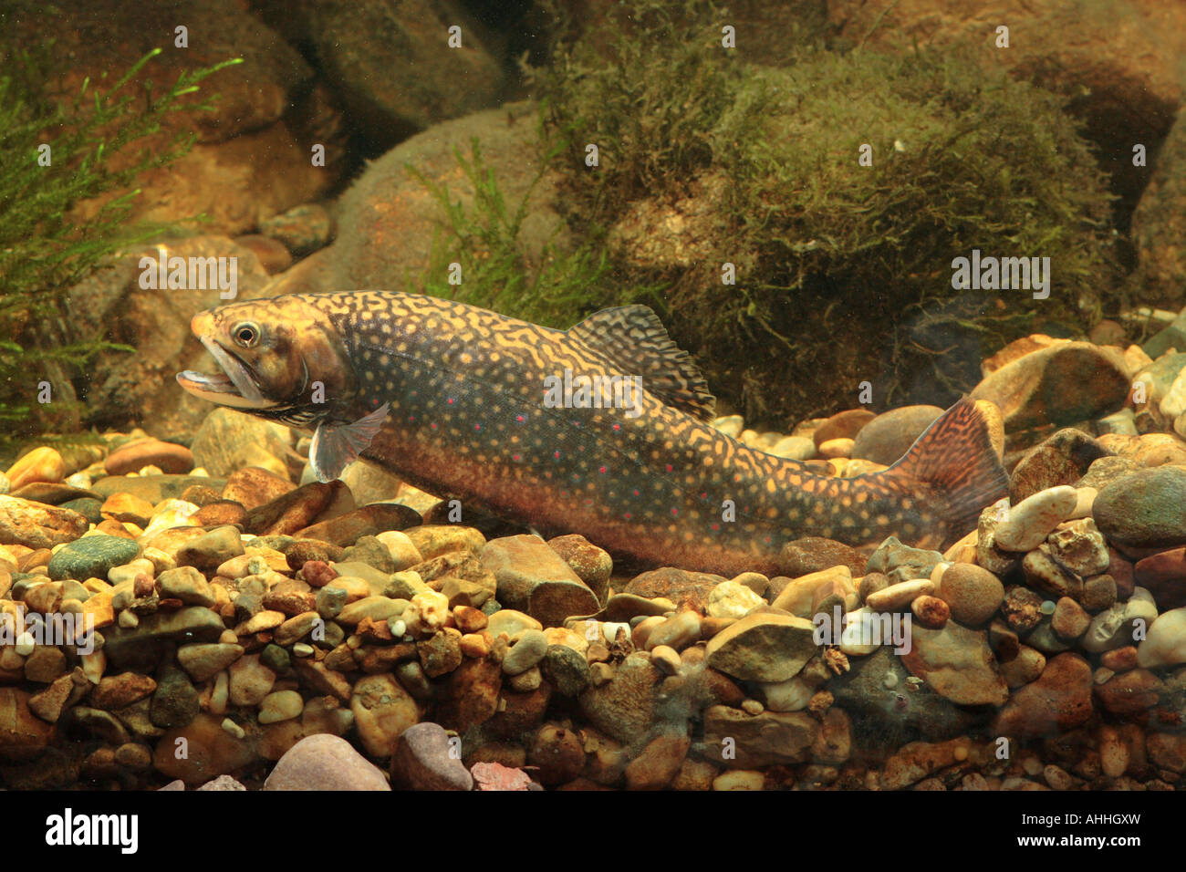 brook trout, brook char, brook charr (Salvelinus fontinalis), female ...