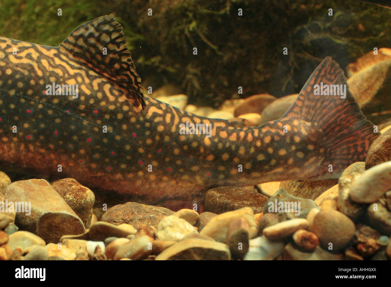 brook trout, brook char, brook charr (Salvelinus fontinalis), female ...