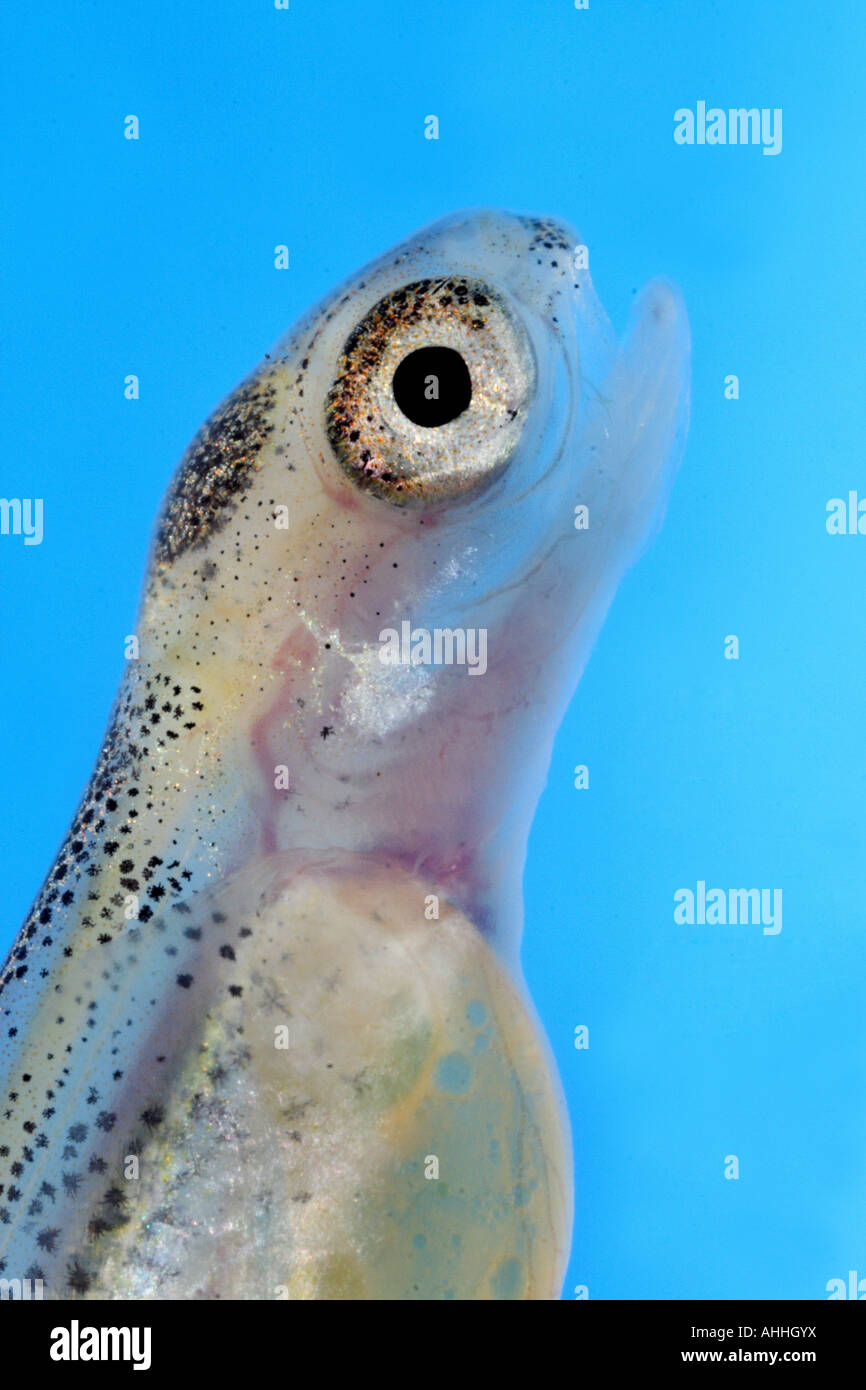 brook trout, brook char, brook charr (Salvelinus fontinalis), larva, 14 ...