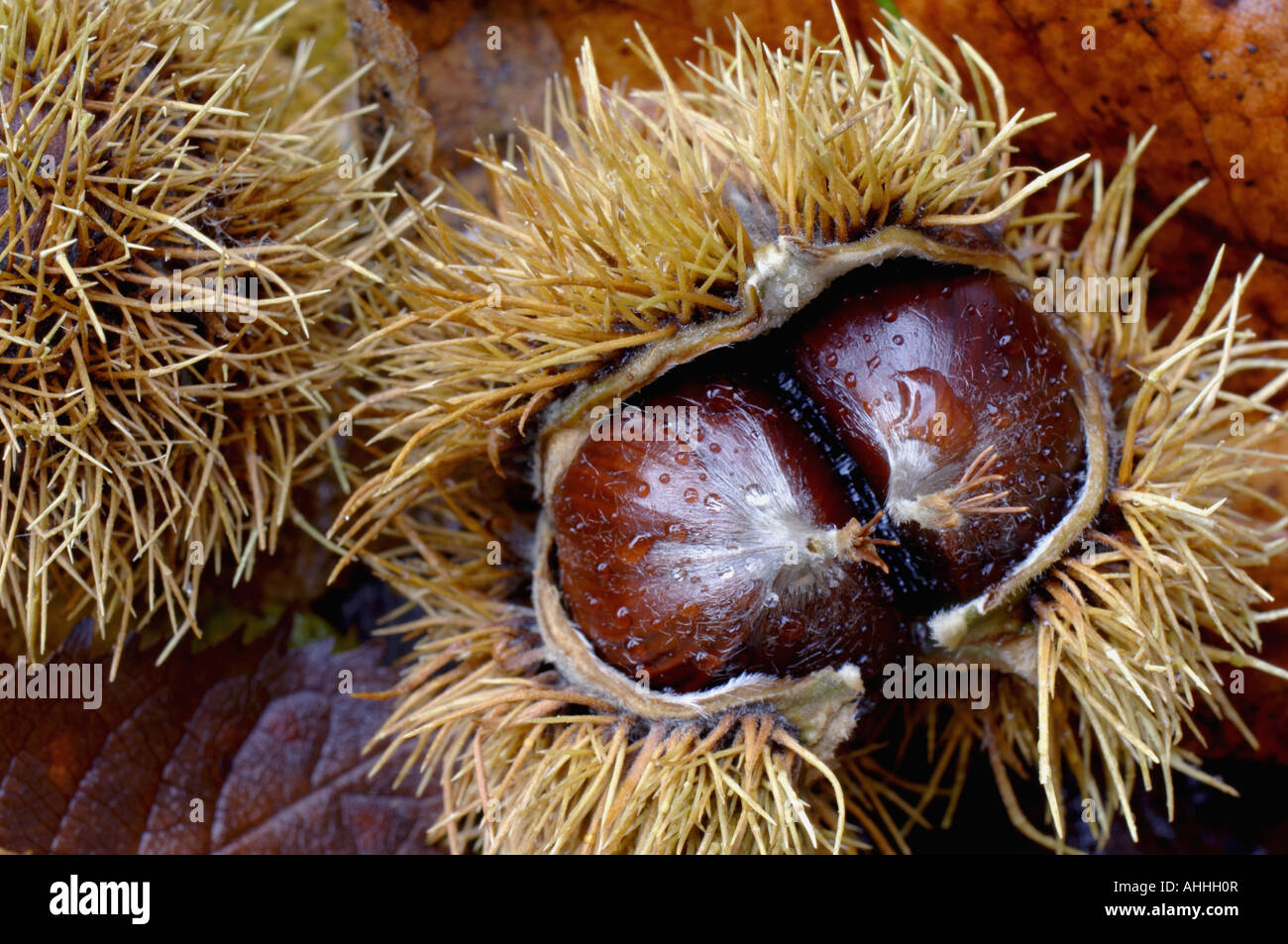 Spanish chestnut, sweet chestnut (Castanea sativa), fruits, United ...