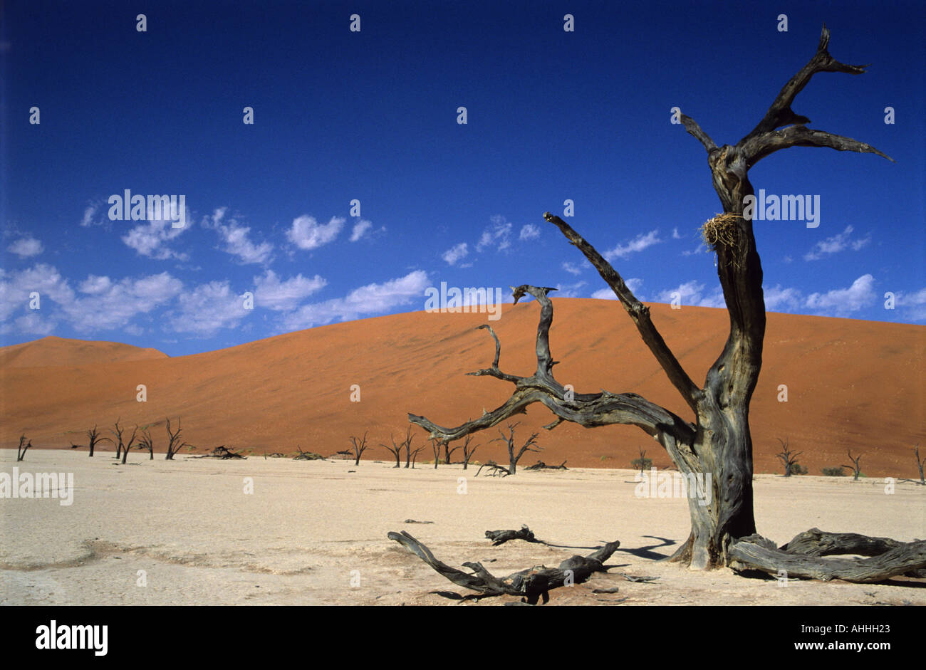 Dead camel thorn tree in Dead Vlei Namibian desert Stock Photo - Alamy