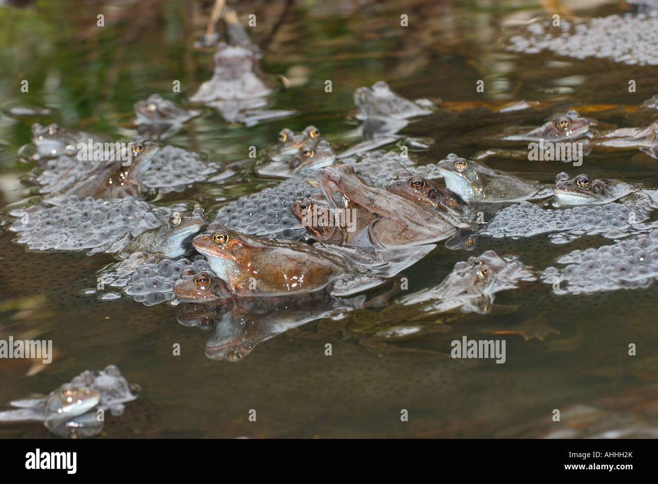 common frog, grass frog (Rana temporaria), spawning, Germany, Bavaria Stock Photo - Alamy