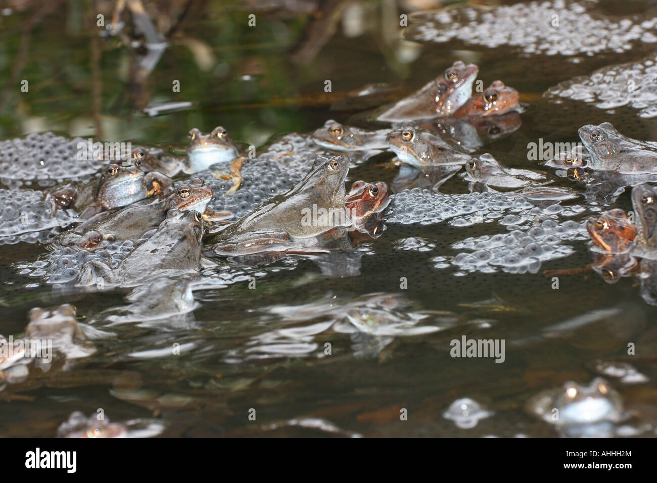 Multiple frogs hi-res stock photography and images - Alamy