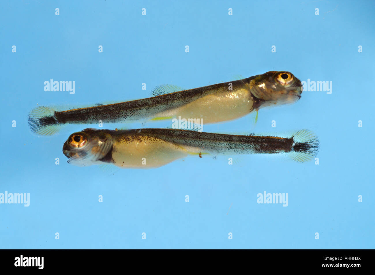 brook trout, brook char, brook charr (Salvelinus fontinalis), two ...