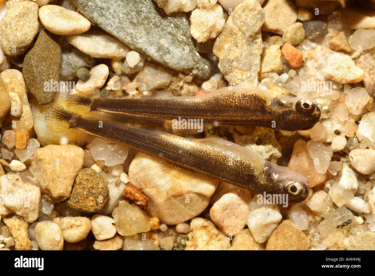 brook trout, brook char, brook charr (Salvelinus fontinalis), two ...