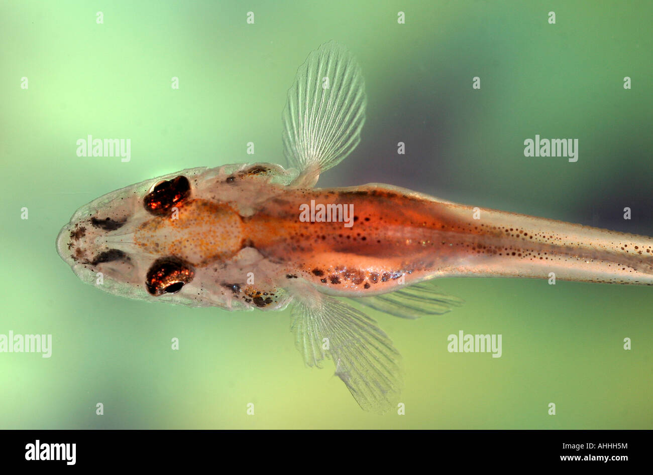 streber (Zingel streber), juvenile, 20 mm, detail, Germany, Bavaria ...