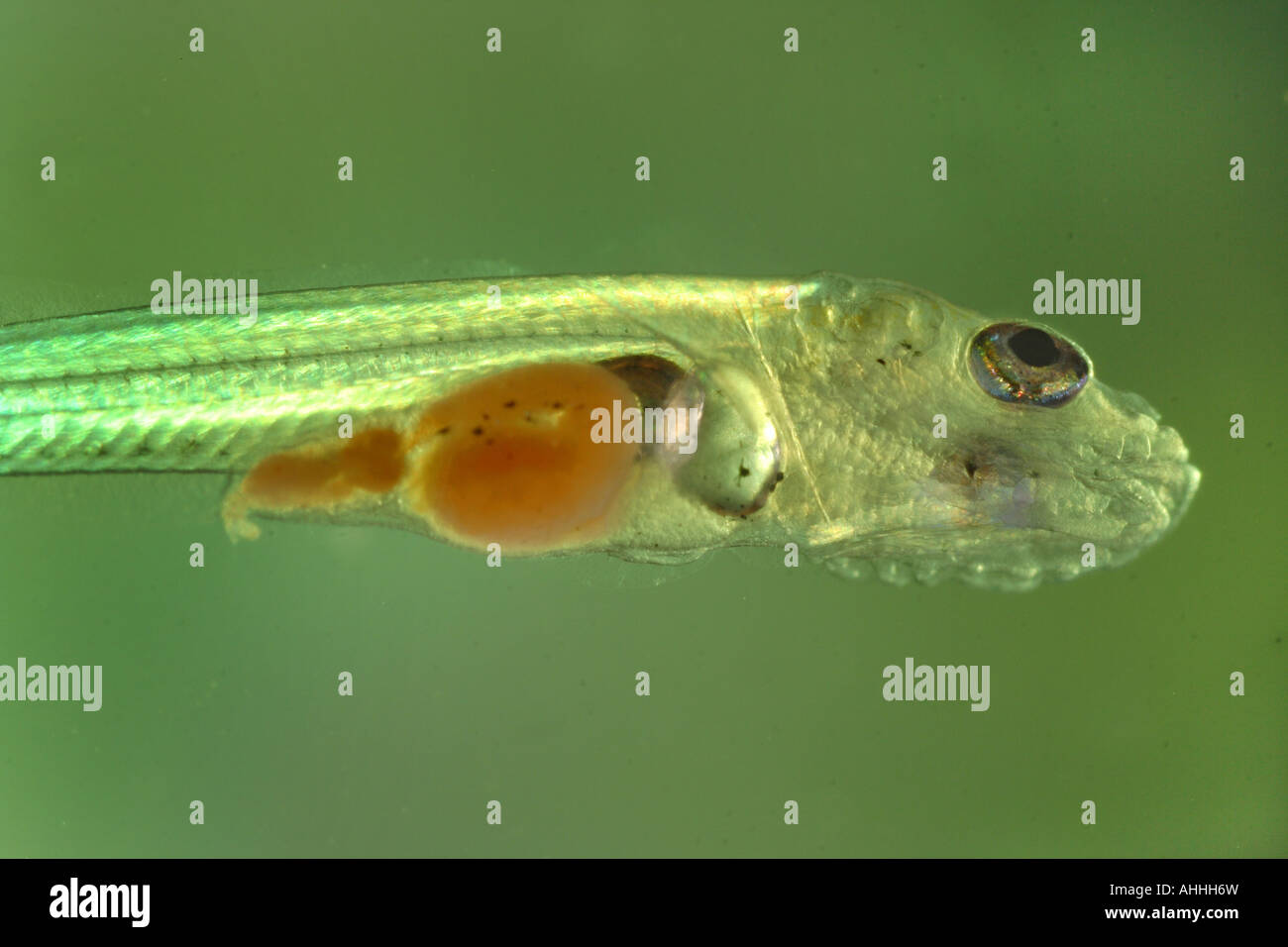 streber (Zingel streber), larva after first feed, Germany, Bavaria ...