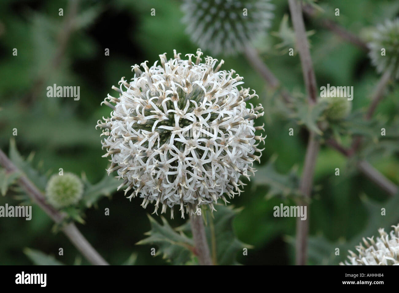 Echinops sphaerocephalus Arctic Glow Stock Photo - Alamy