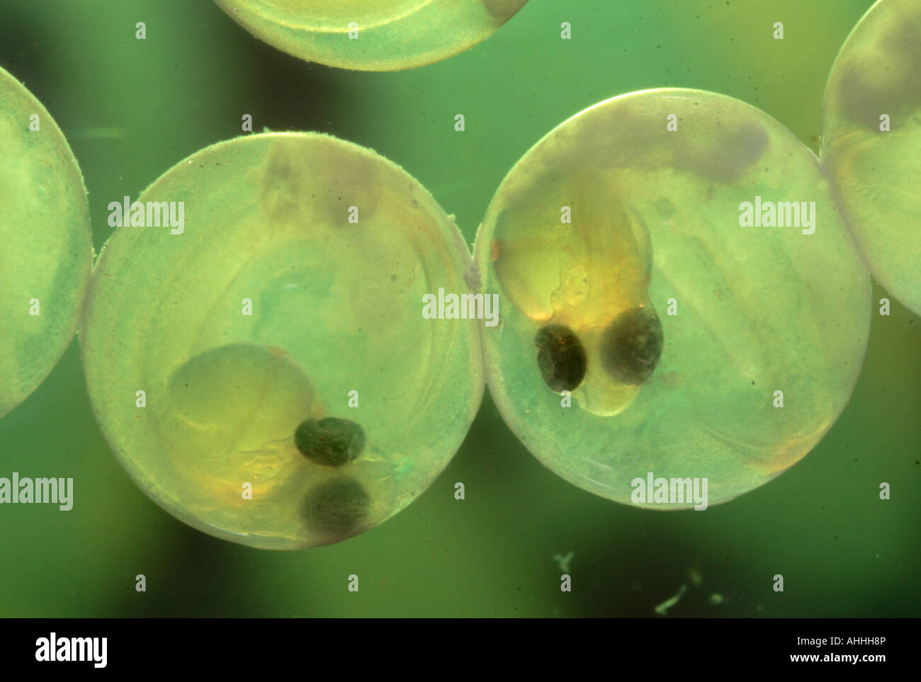 Fish larvae hi-res stock photography and images - Alamy