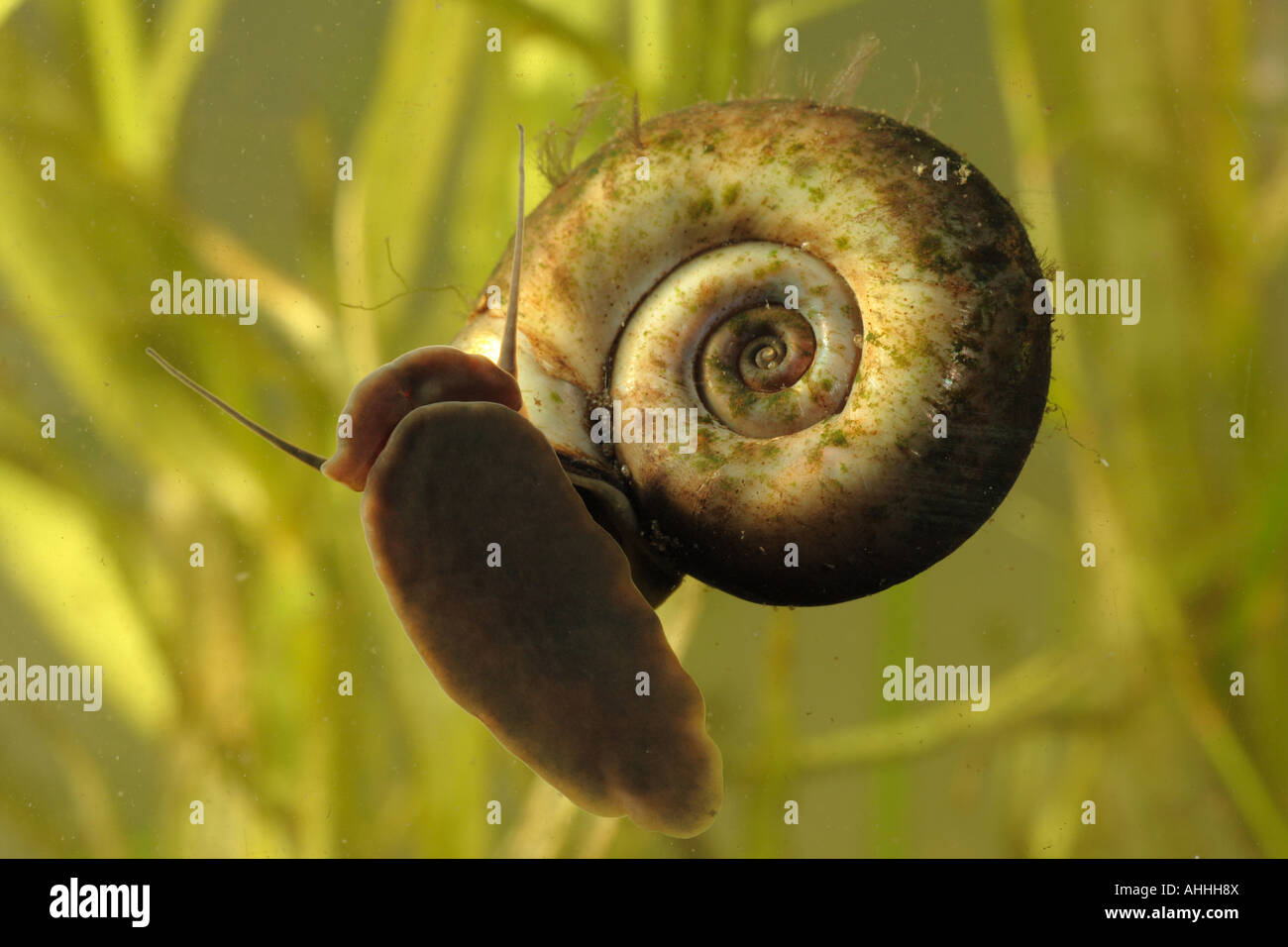 horn-colored ram's horn, great ramshorn (trumpet shell) (Planorbarius ...