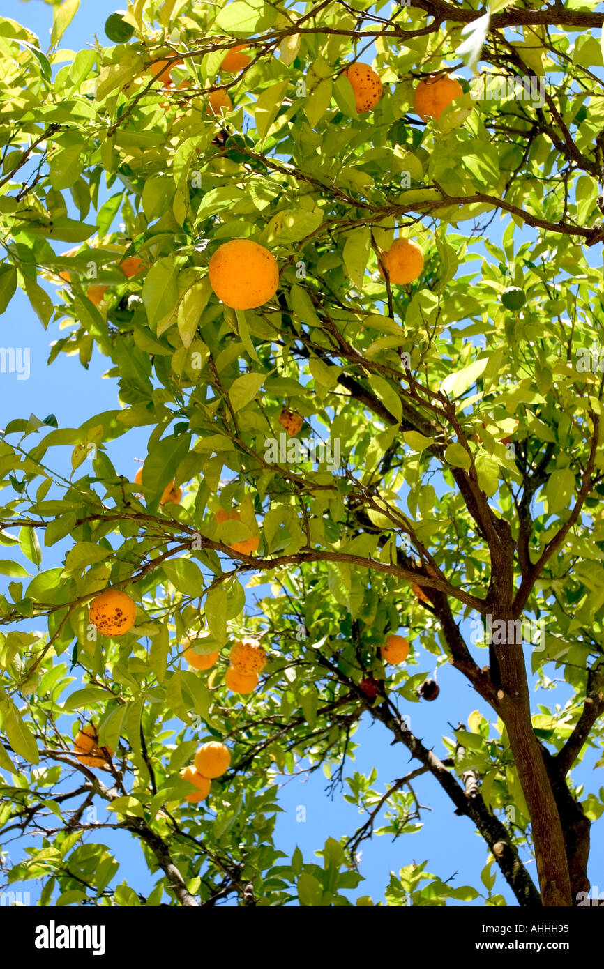 orange tree in spain Stock Photo - Alamy