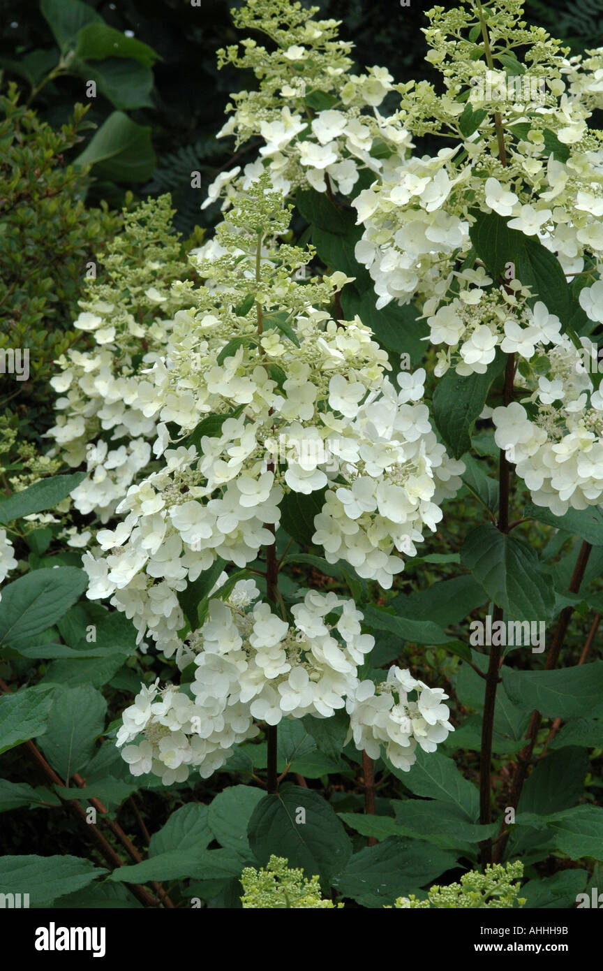 Hydrangea paniculata Unique Stock Photo - Alamy