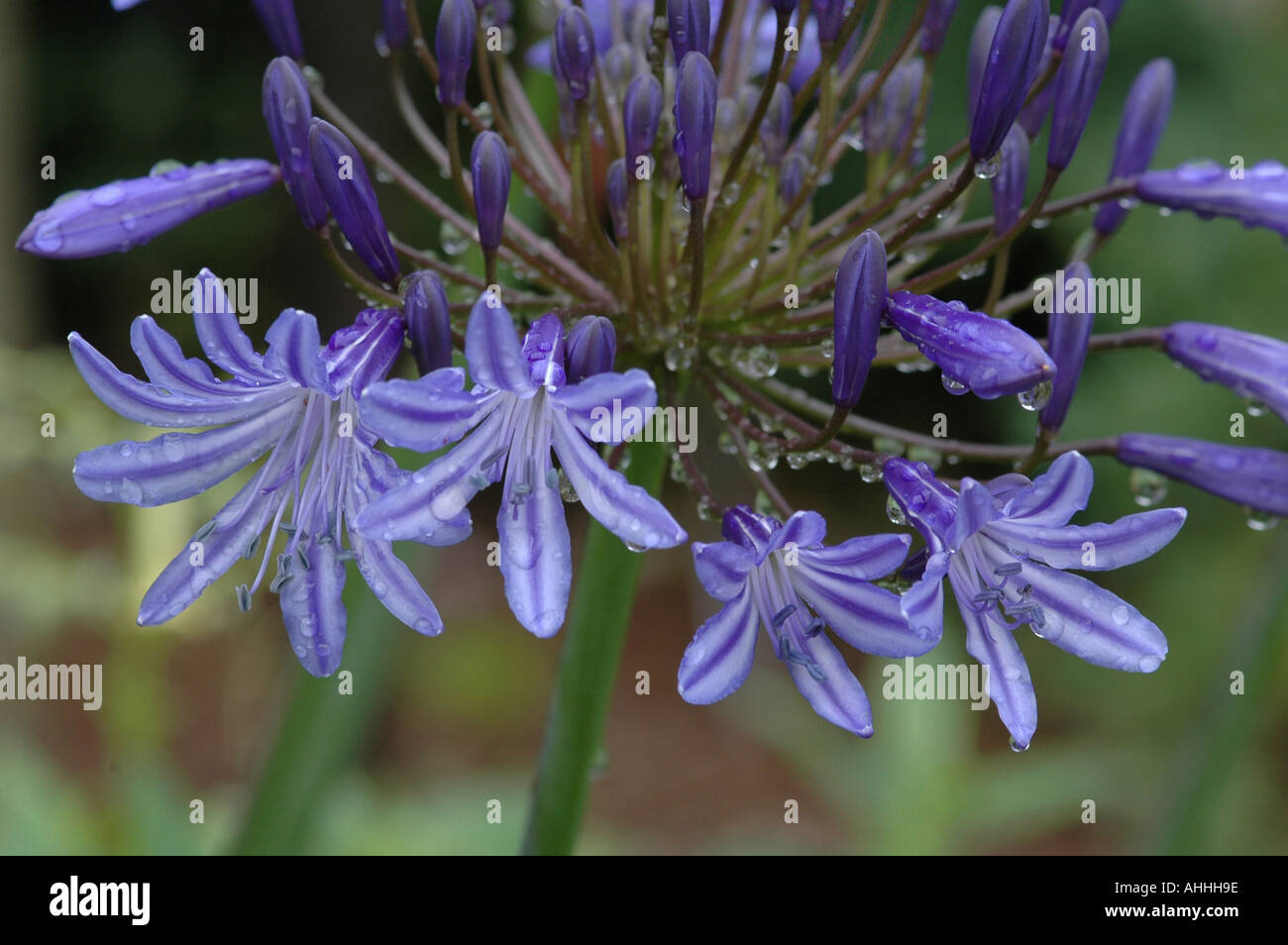 Midnight blue hi-res stock photography and images - Alamy