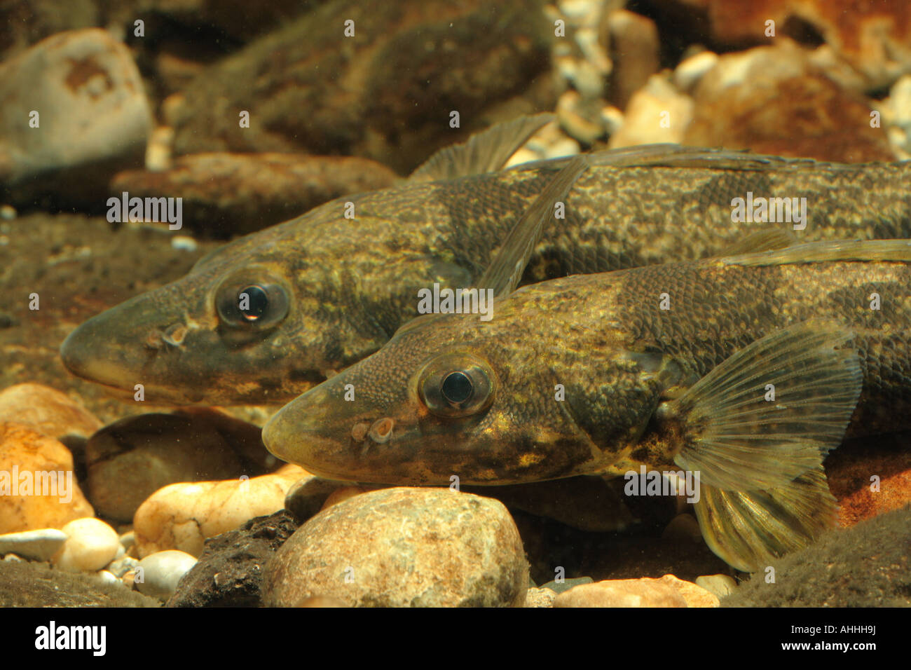 zingel (Zingel zingel), on shingle, portrait, Germany, Bavaria, Danube ...