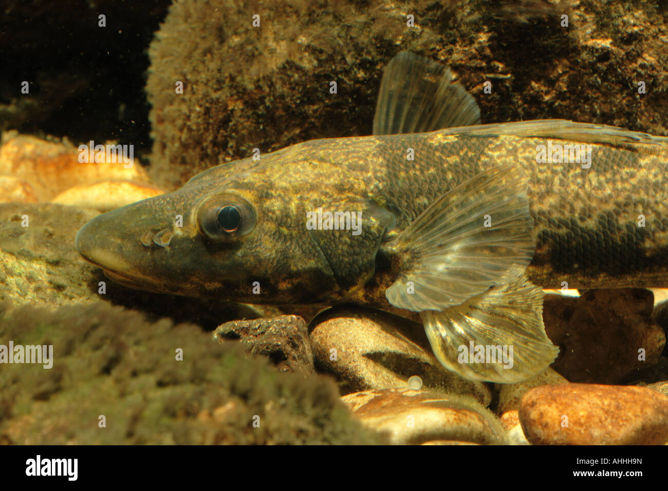 250 hi-res stock photography and images - Alamy