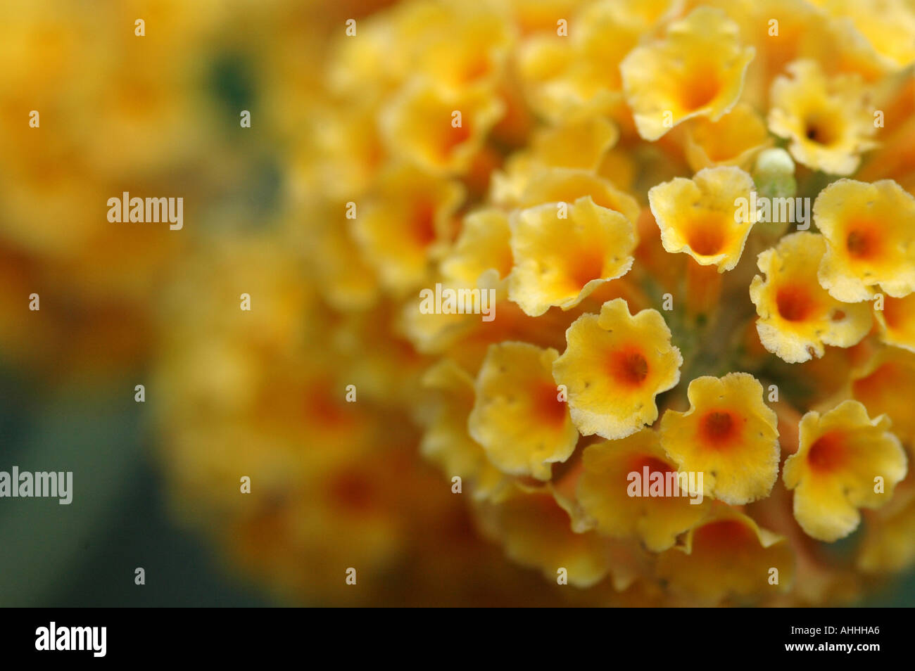 Buddleia x weyeriana hi-res stock photography and images - Alamy