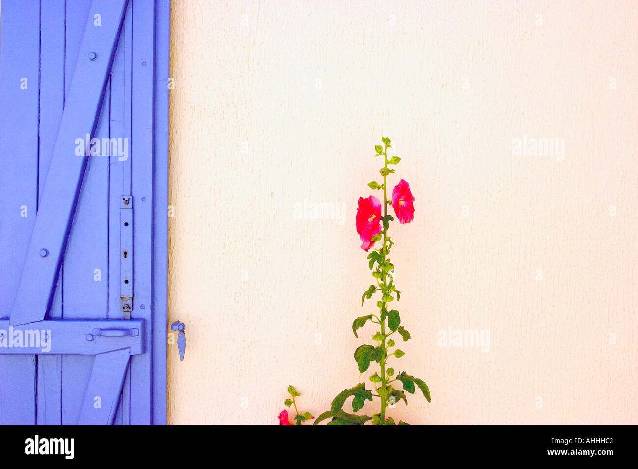 wall frontage of house with blue windows and shutters and rose tremiere ...