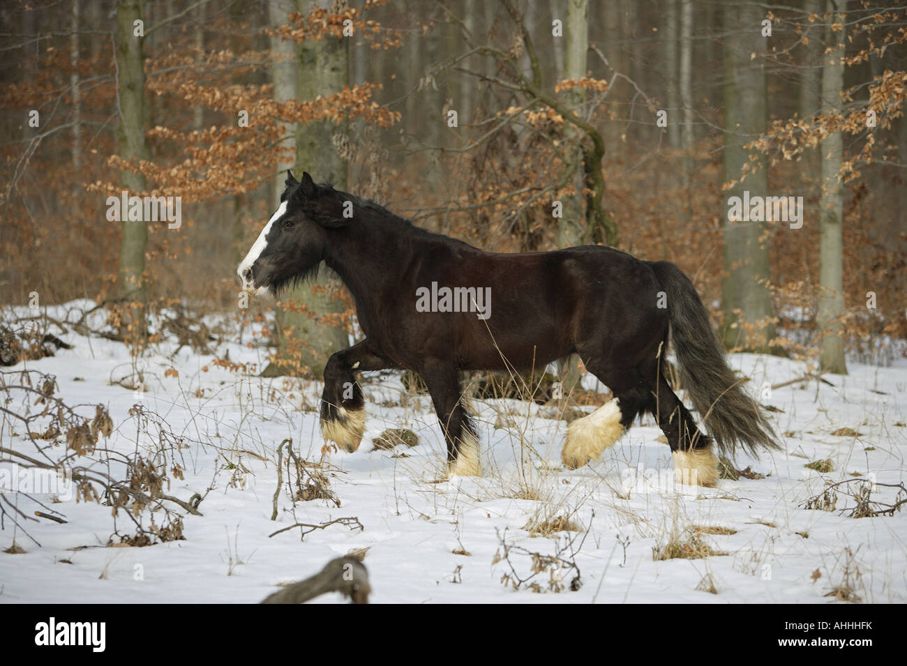 Tinker Pony - walking in snow Stock Photo - Alamy