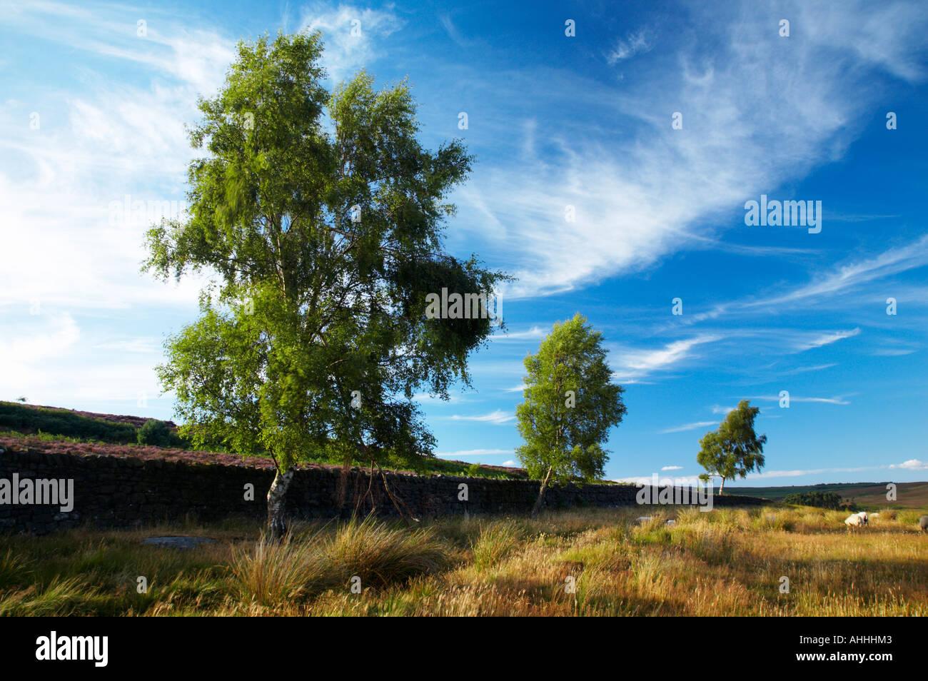ENGLAND Northumberland Rothbury Trees and field near the Rothbury ...