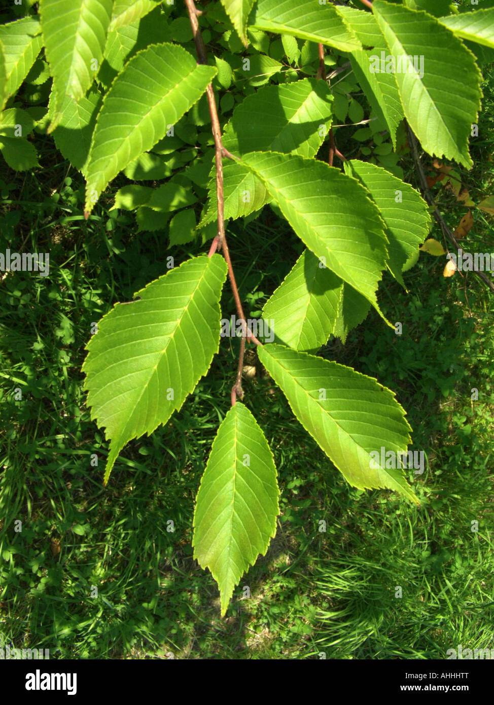 Japanese elm, David elm (Ulmus davidiana), branch Stock Photo - Alamy