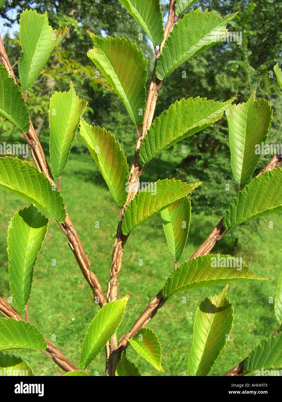 Japanese elm, David elm (Ulmus davidiana), branch with corky bark Stock ...
