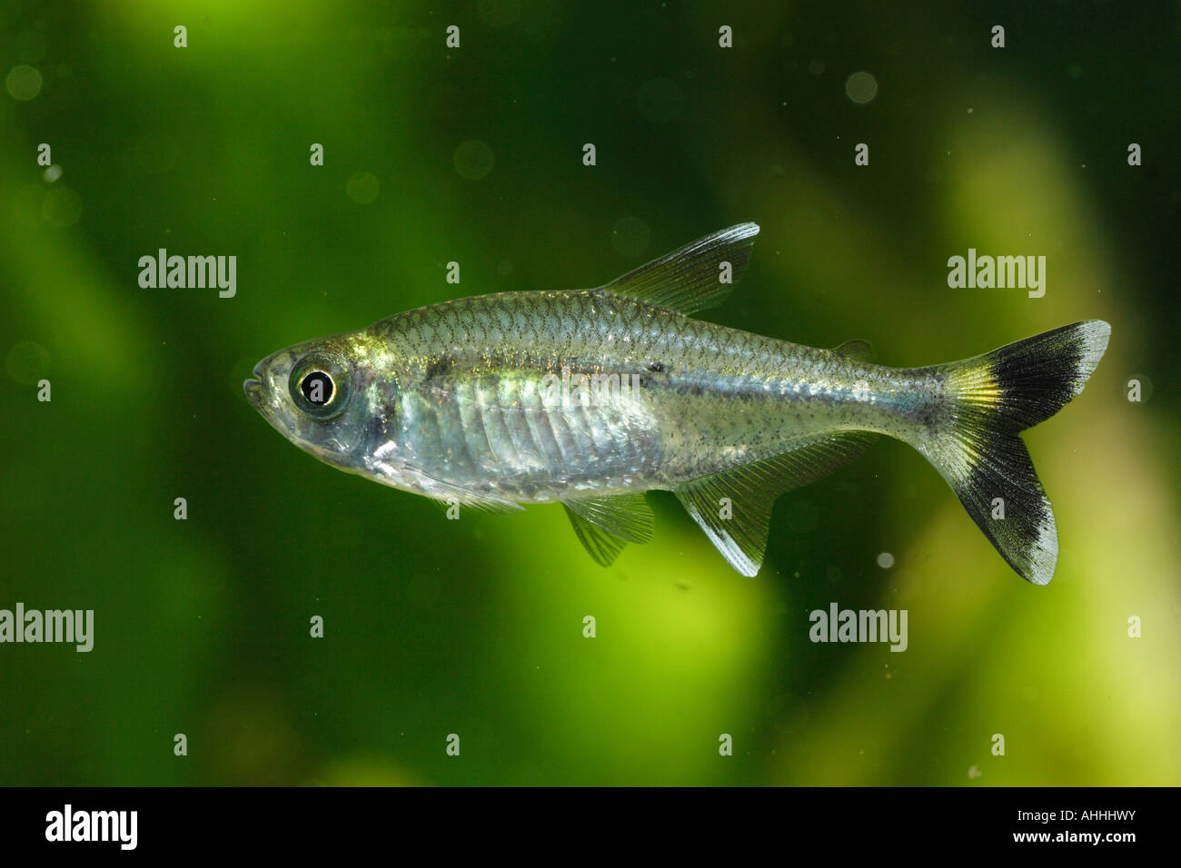 characins (Characidae), undescribed species from Columbia Stock Photo ...