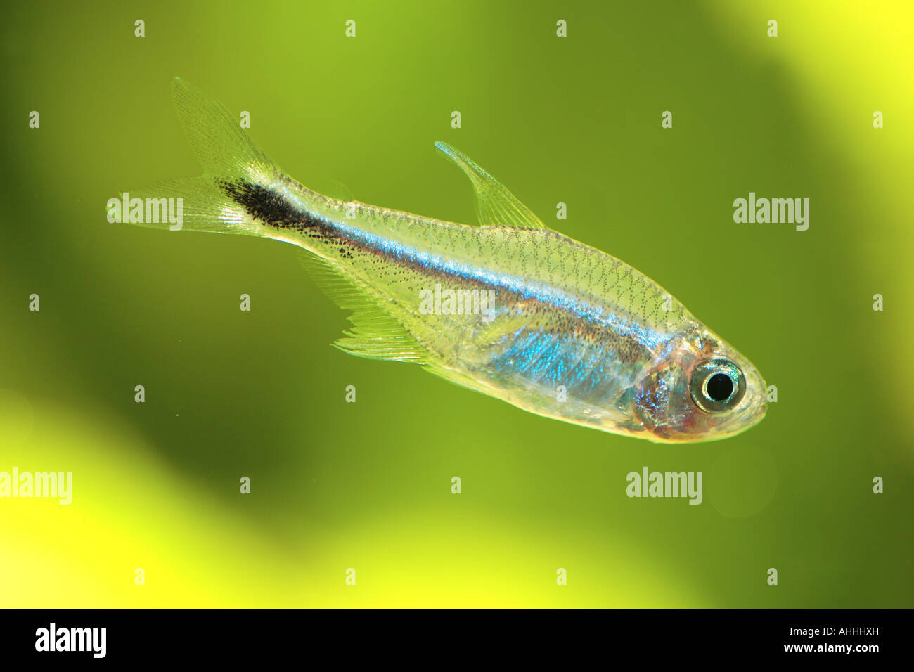 characins (Characidae), undescribed species from Columbia Stock Photo ...