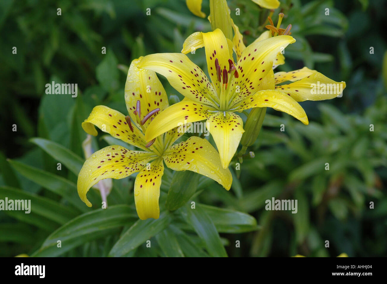 Lilium Sun Ray Lily Stock Photo - Alamy