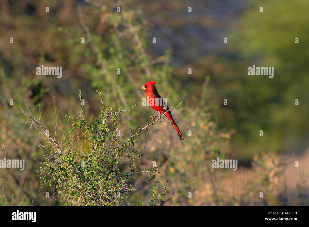 common cardinal (Cardinalis cardinalis), male, USA, Arizona, Phoenix ...