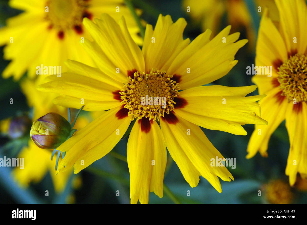 Astolat hi-res stock photography and images - Alamy