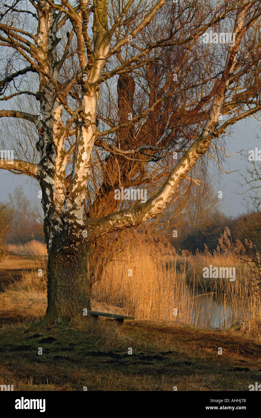 Wicken tree hi-res stock photography and images - Alamy