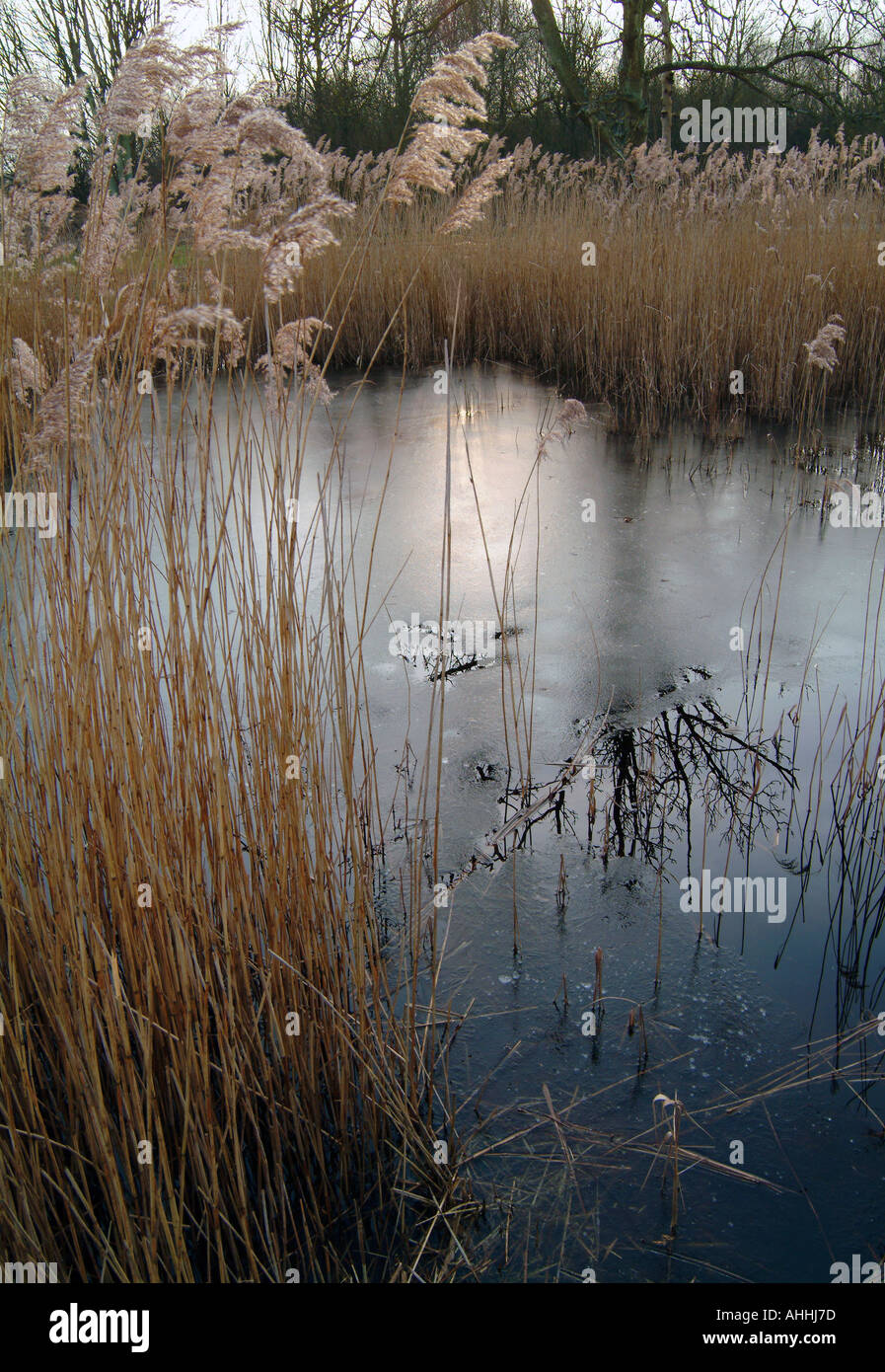 Wicken fen winter hi-res stock photography and images - Alamy