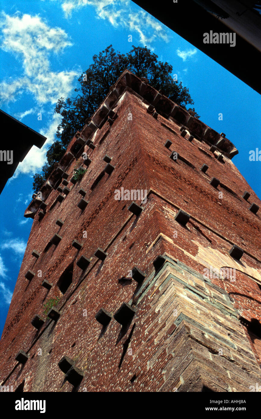 Torre Guinigi topped with centuries old Holm trees, Lucca, Italy Stock ...