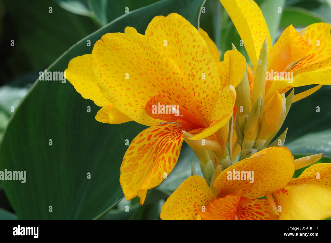 Canna canna indica hi-res stock photography and images - Alamy
