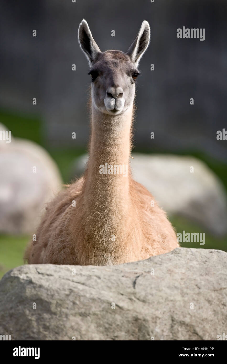 Spiting hi-res stock photography and images - Alamy