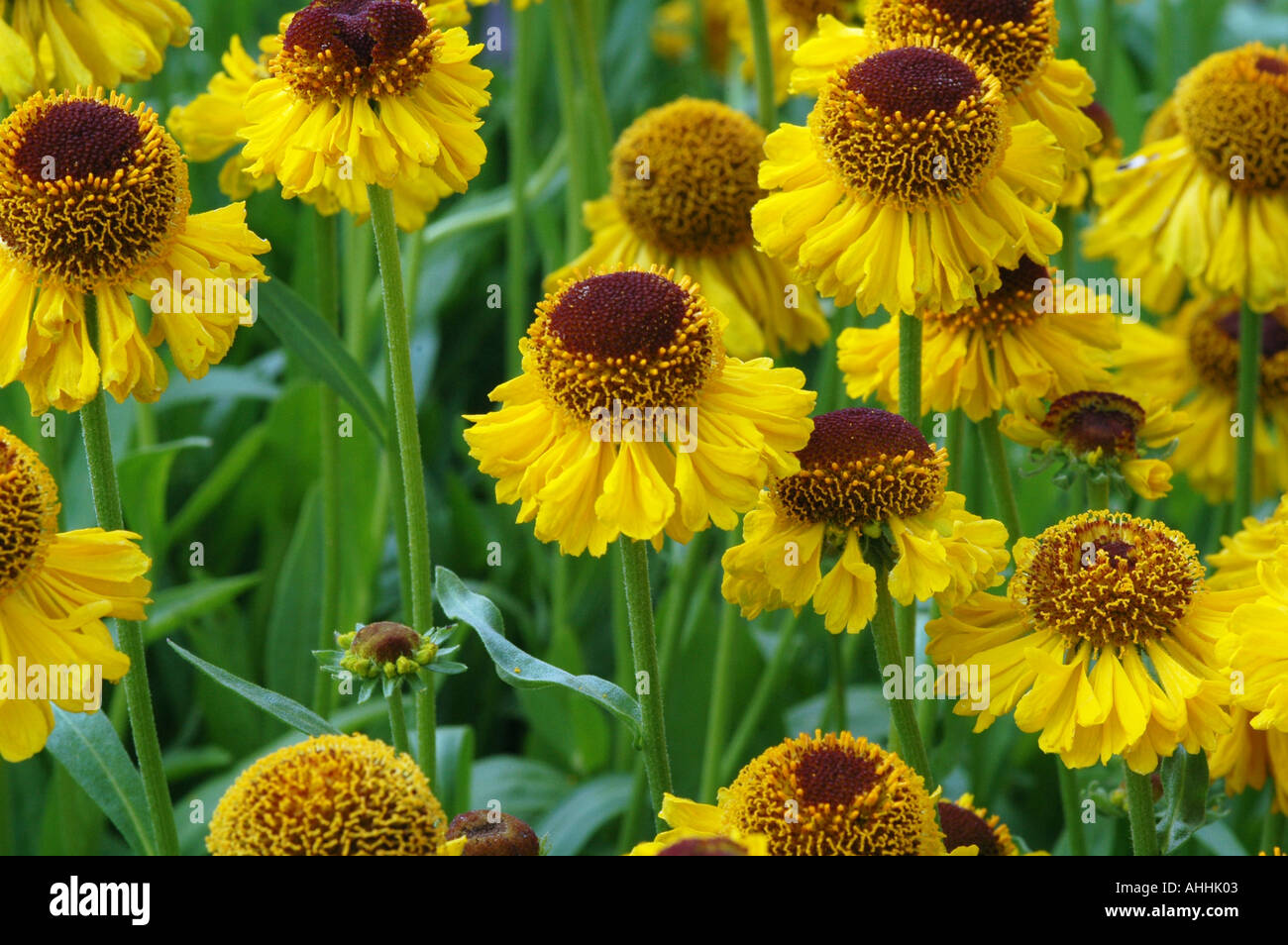 Pipsqueak was here hi-res stock photography and images - Alamy