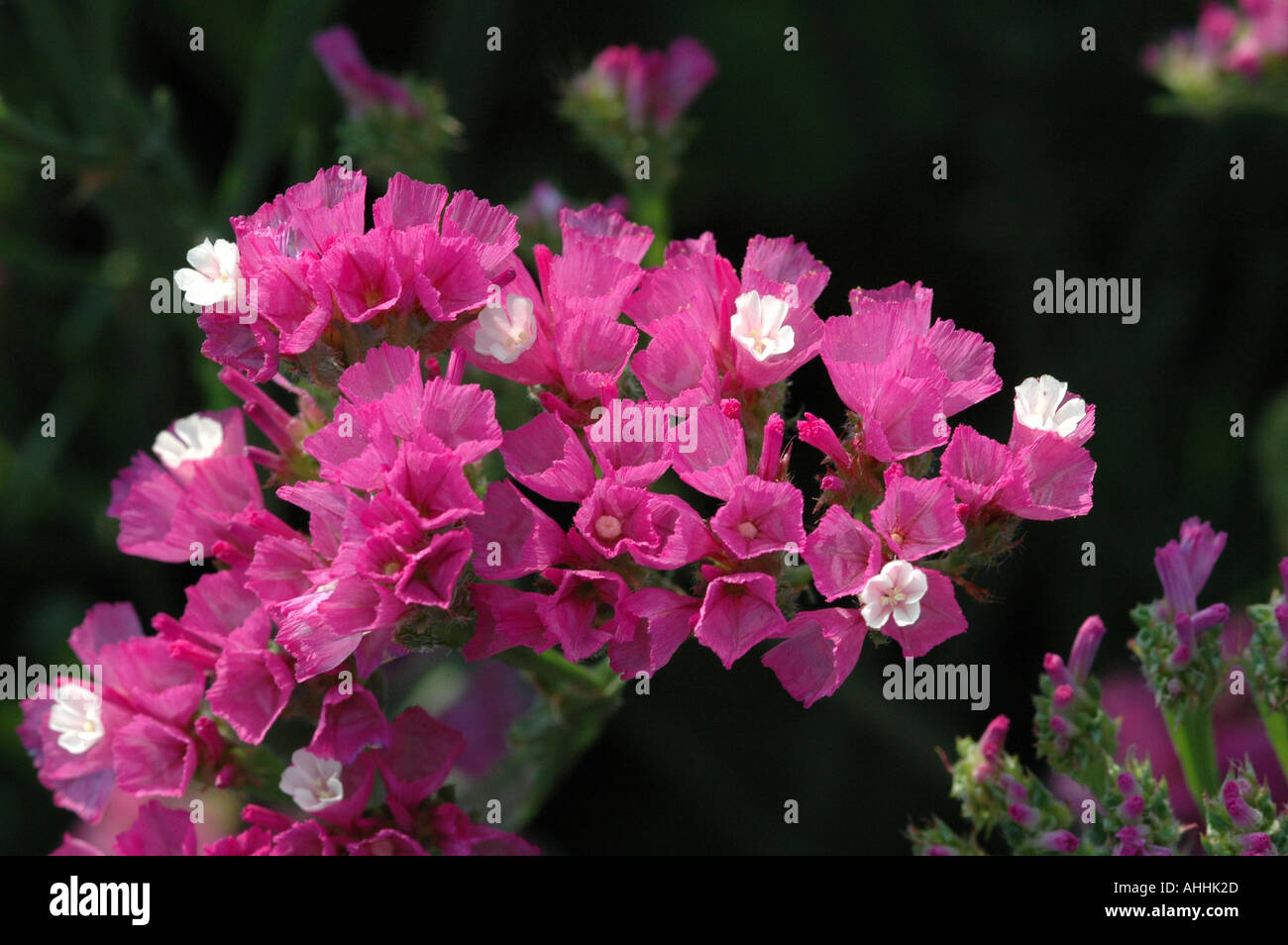 Statice Sunburst Pink Dried flower Stock Photo - Alamy