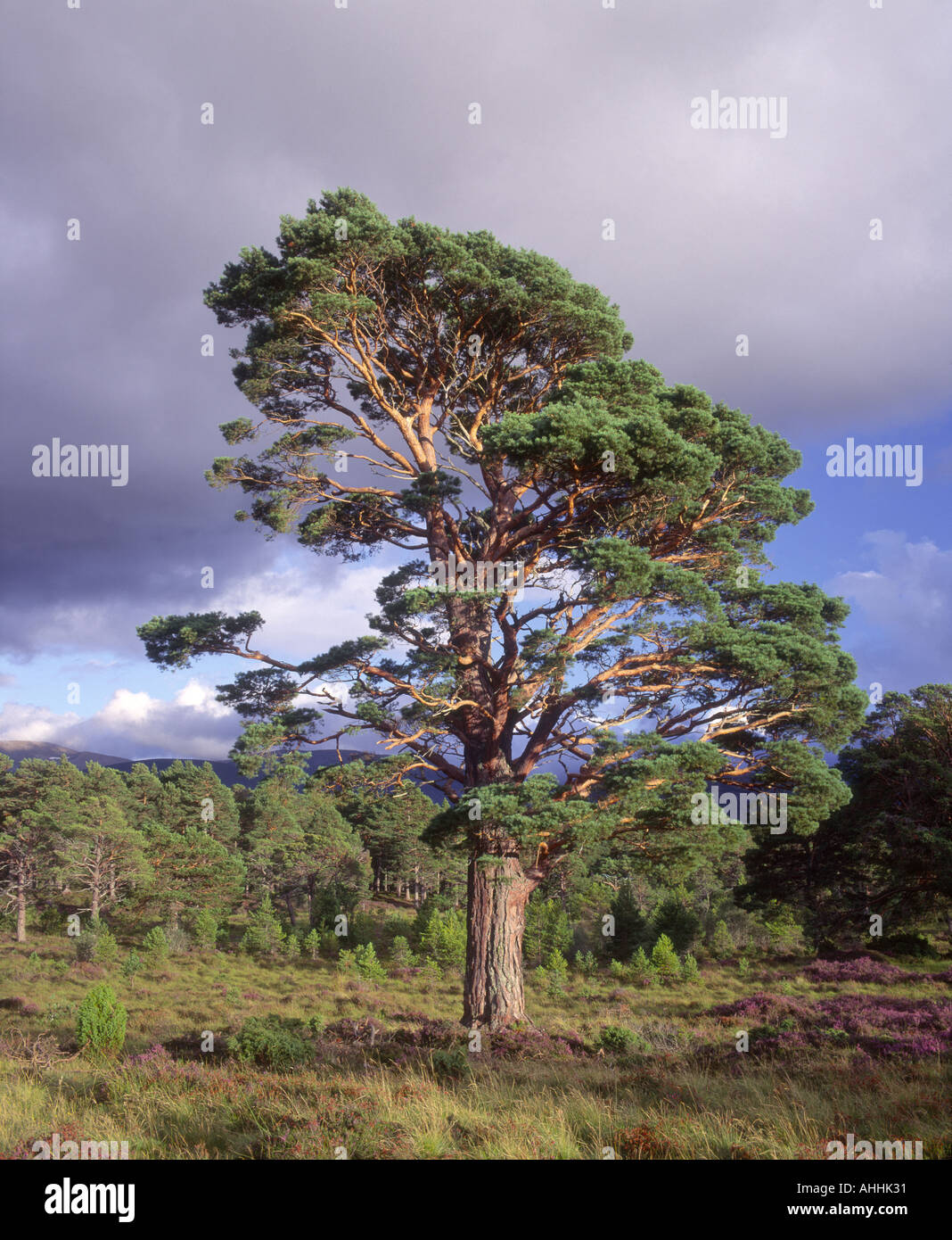Caledon scotland hi-res stock photography and images - Alamy