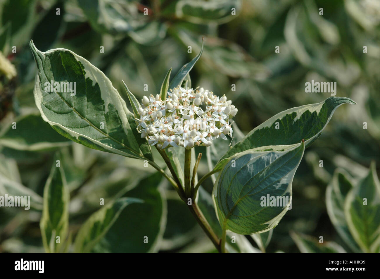 Cornus alba Elegantissima Foliage of Dogwood Stock Photo - Alamy
