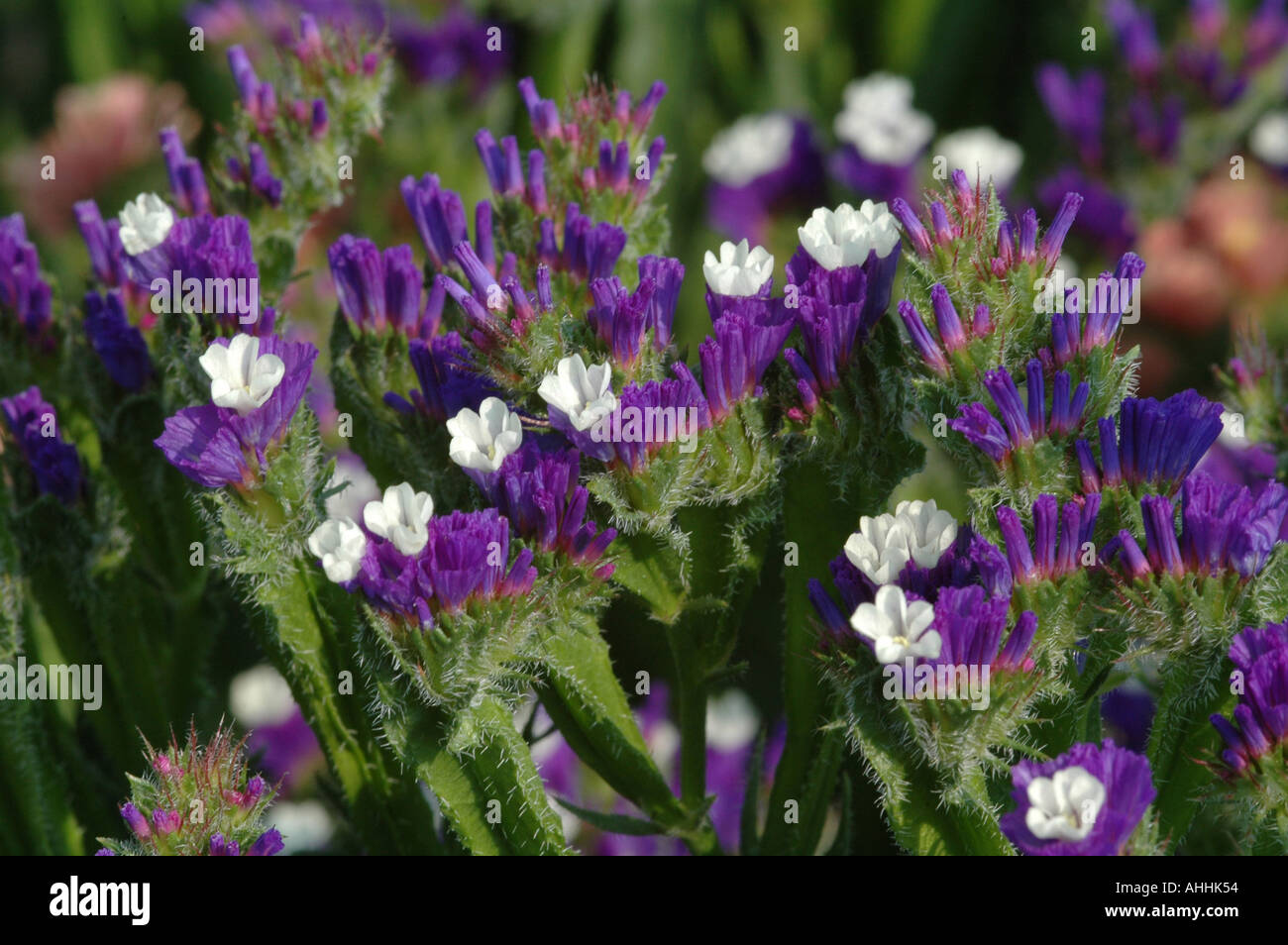 Statice Sunburst Dark Blue Dried flower Stock Photo - Alamy