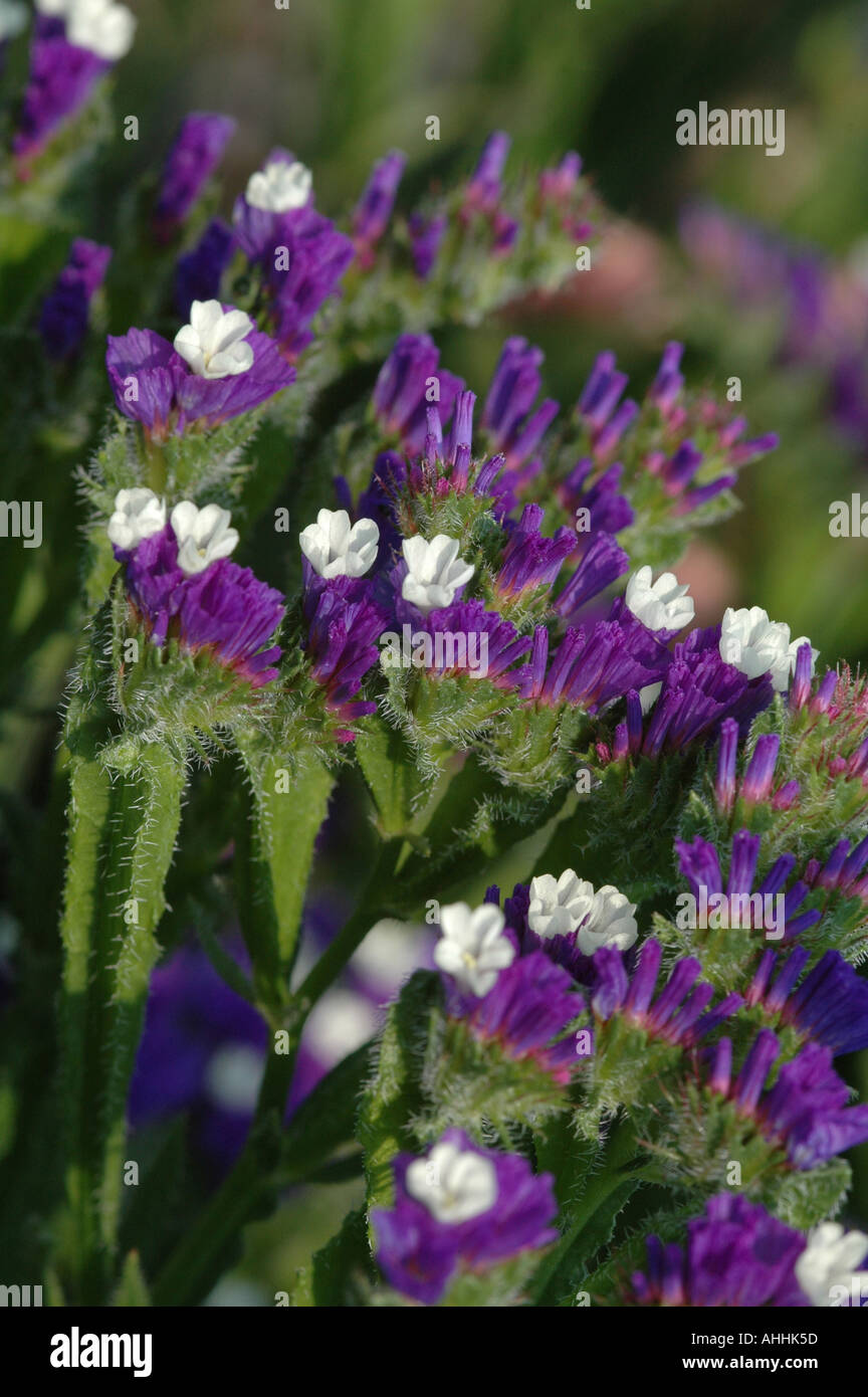 Statice Sunburst Dark Blue Dried flower Stock Photo - Alamy