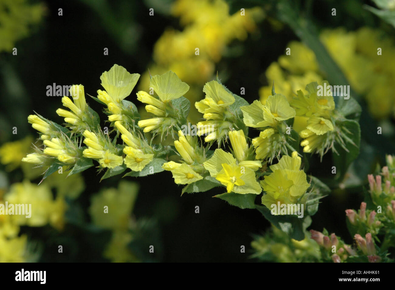 Statice for drying hi-res stock photography and images - Alamy