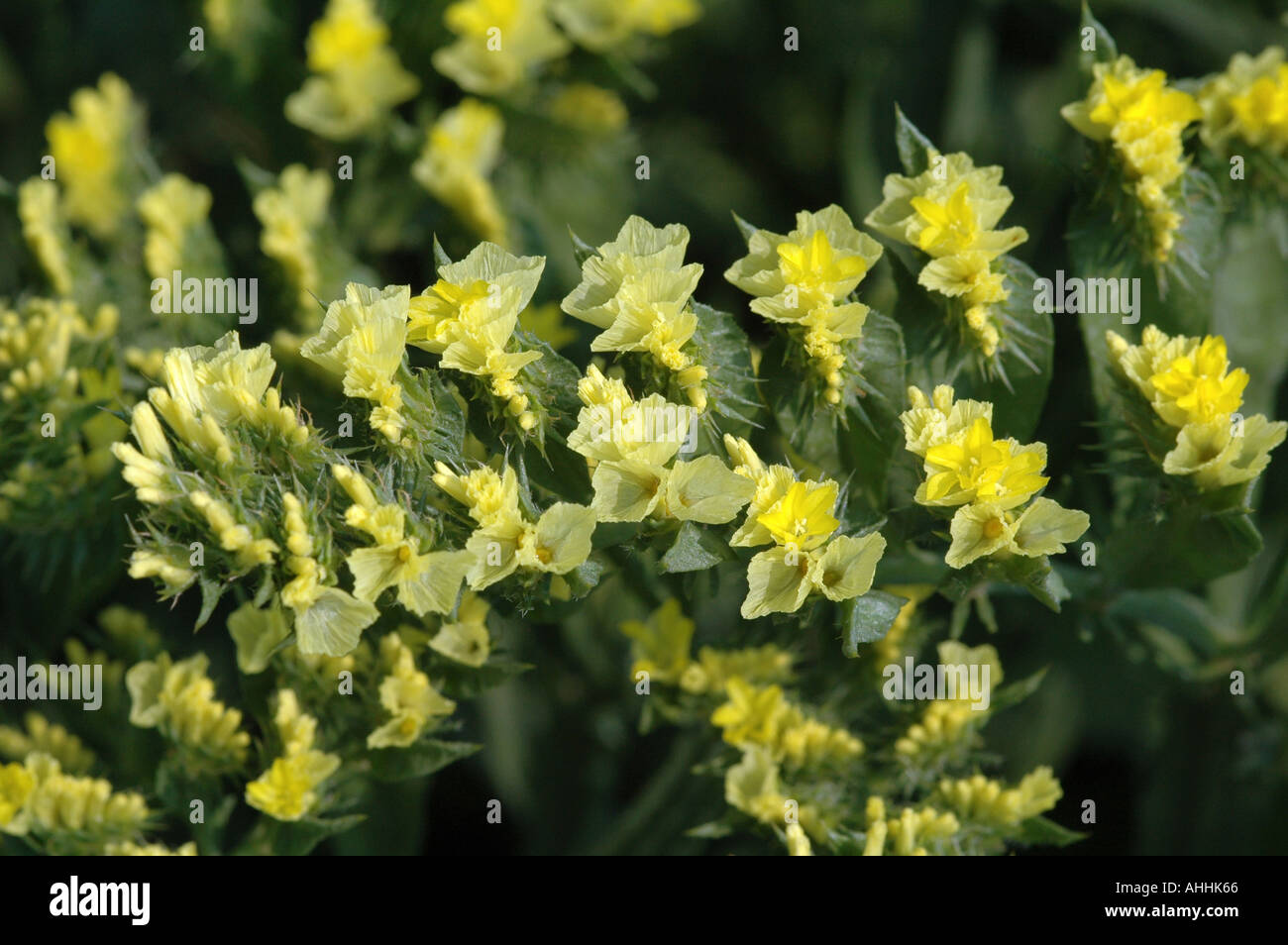 Statice for drying hi-res stock photography and images - Alamy