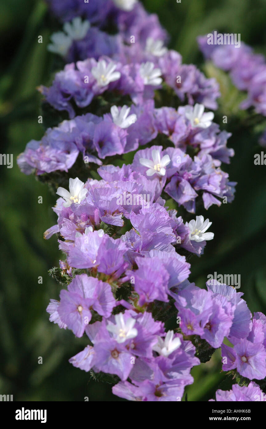 Statice for drying hi-res stock photography and images - Alamy