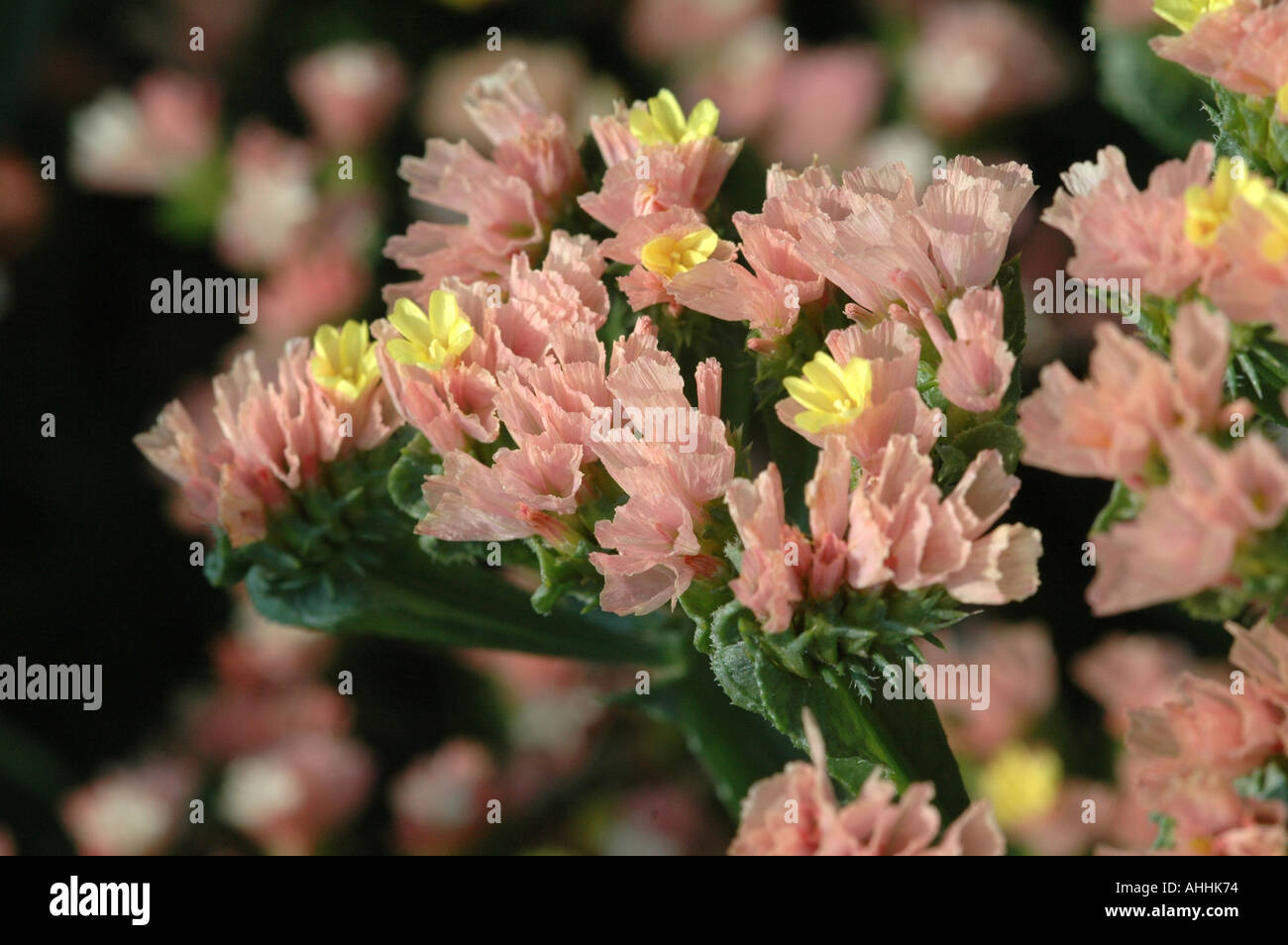 Statice Sunburst Apricot Garden dried flower Stock Photo - Alamy