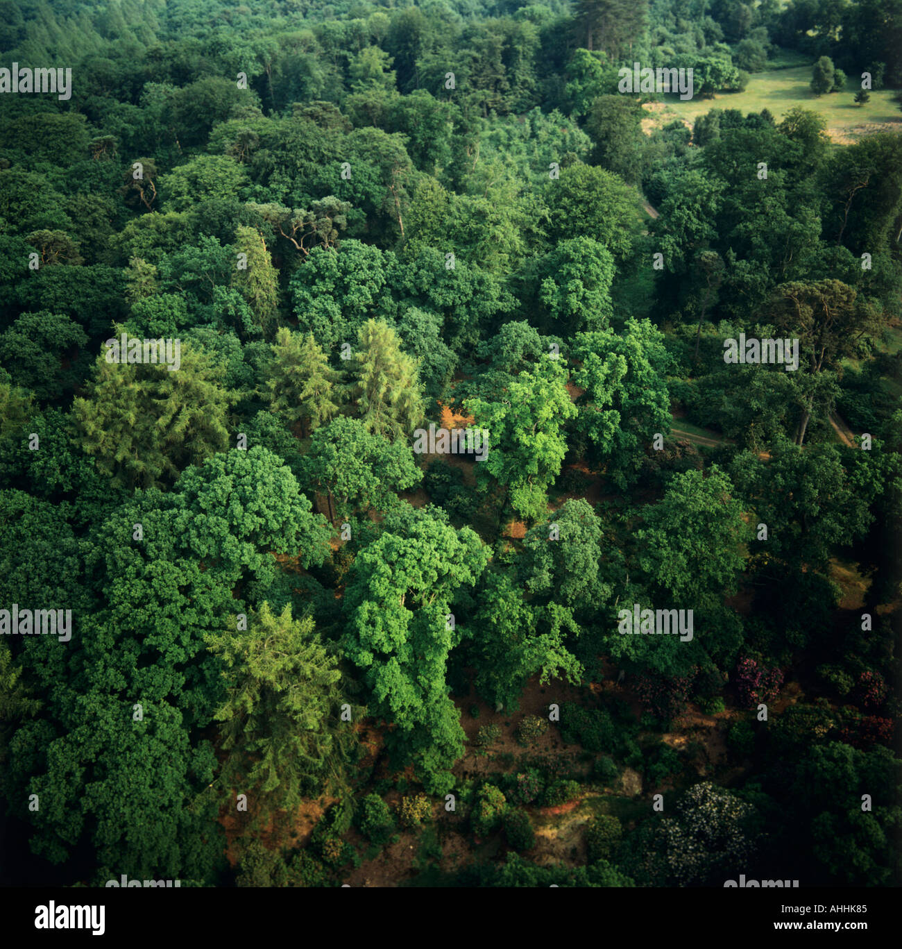 Low overhead aerial view of trees Stock Photo - Alamy