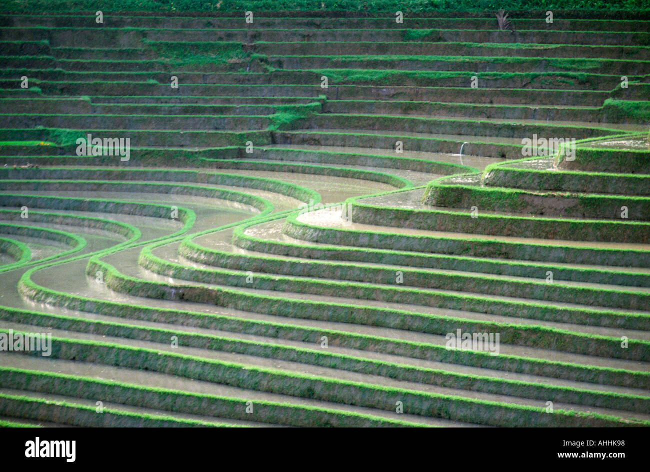 Terraced paddy fields Bali Stock Photo - Alamy