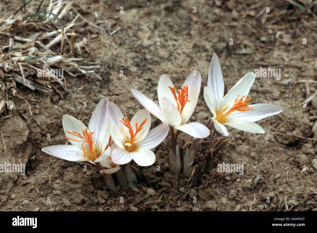 fair crocus (Crocus laevigatus), blooming plants, Greece, Creta Stock ...