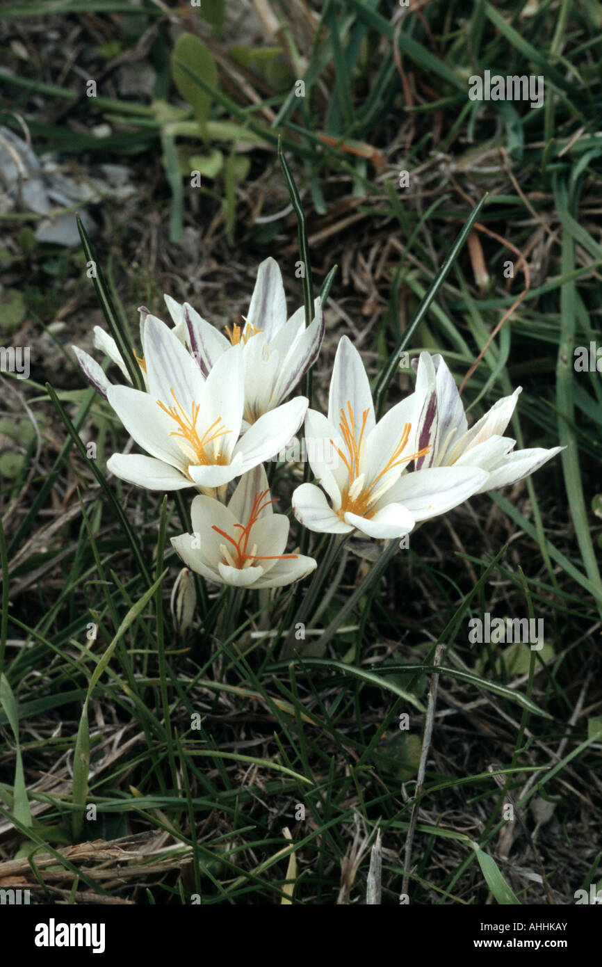 fair crocus (Crocus laevigatus), blooming plants, Greece, Creta Stock ...